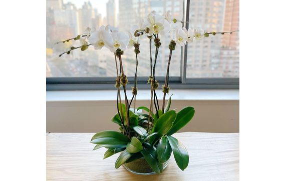 House Plants by Alaric Flower Design in New York, NY - Alignable