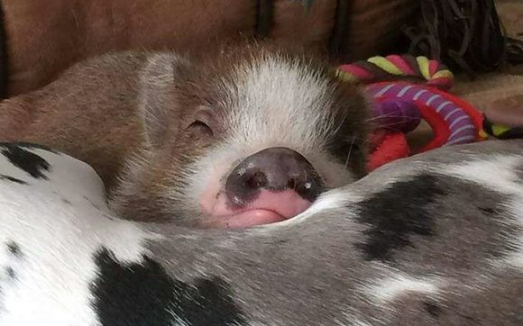 Pet Adoption Service by We Love Mini Pigs in El Campo Area - Alignable