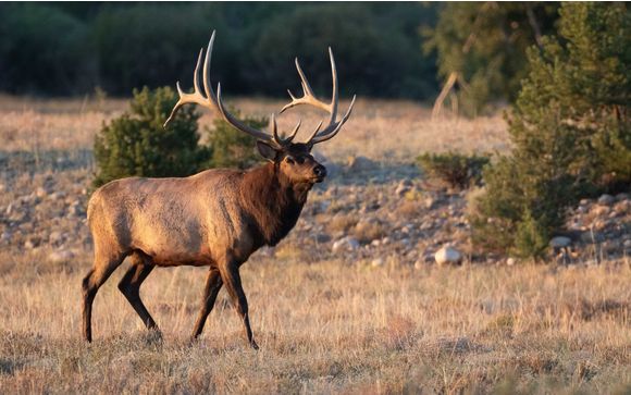 Colorado Hunting by Rocky Mountain Outfitters of Colorado in Buena ...