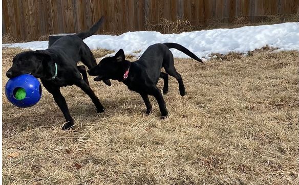 Boarding by Kawa Farms K-9 Training in Winterset, IA - Alignable