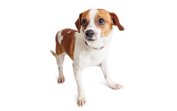 Behavior Modification Training By Southern Mutt In Chattanooga Tn