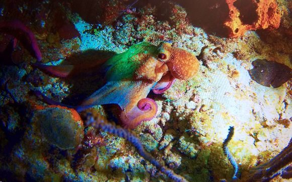 Scuba instruction by PADI MSDT SCUBA /EFR AND CPR instructor in San ... Scuba instruction by PADI MSDT SCUBA /EFR AND CPR instructor in San ...