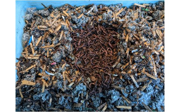Complete Worm Bins by Will's Worms in Los Angeles, CA - Alignable