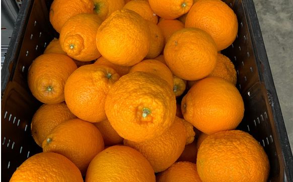 Shiranui Orange by Rolling Branch Farms/The Flower Shed in Naylor Area ...