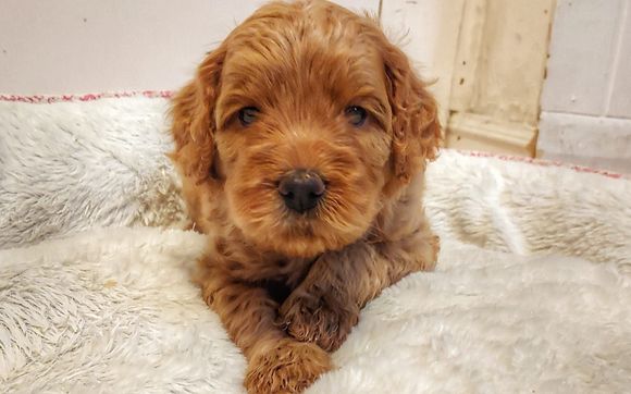 Multi-Generational Australian Labradoodles by Windsor Doodle in Lasalle ...