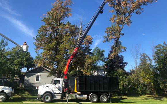 Low Impact Tree Removal by Safe Tree Professional Tree Care in Pelham ...