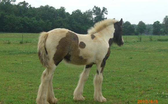 Gypsy Vanner Breeding Facility by Chocolate Horse Farm in Mount Vernon ...