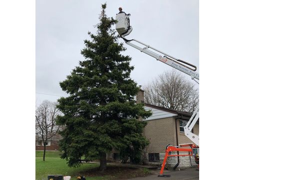 Pruning by Four Seasons Tree Care in Whitchurch Stouffville, ON - Alignable