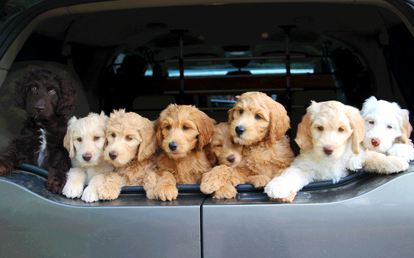 Multigen Labradoodle Puppies by Desert Waves Labradoodles in Corrales ...