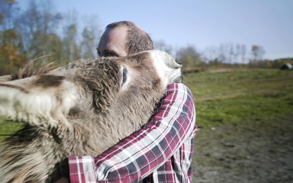 Animal Sanctuary by Berry Homestead Farm in Leeds and the Thousand ...