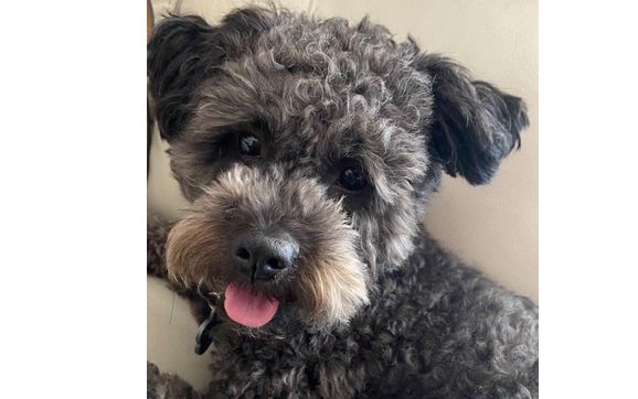 Pet Insurance by Liberty Mutual Insurance Group in Charlotte, NC ...