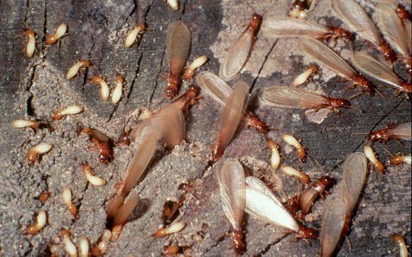 It is SWARM season! Termites & Termite Swarmers by Long Bay Termite ...