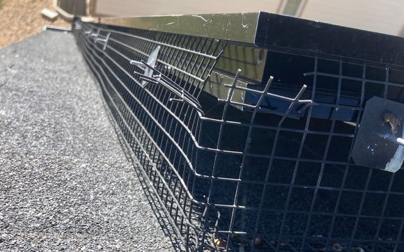 Critter Guard and Pest Abatement by Tailored Solar Services in Denver ...