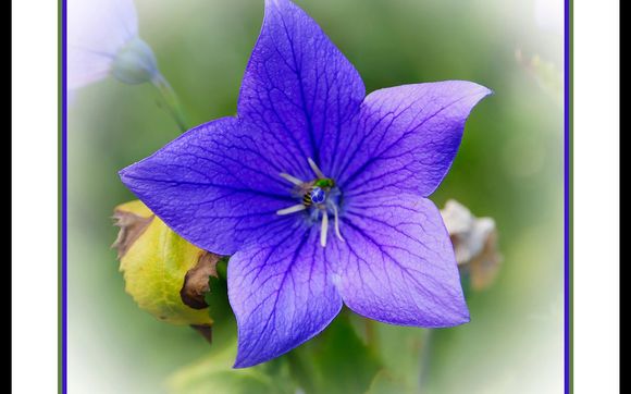 Platycodon Grandiflorus (aka Balloon Flower) by RAndrews Photos in ...