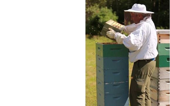 Beekeeping setup / training by Maine Honeybee Man in Durham Area ...