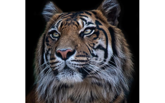 Termite Inspections by Tiger Home Inspection Family Owned and Operated ...