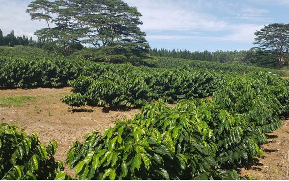 Sustainable Agriculture by Aloha Farms Hawaii in Captain Cook Area ...