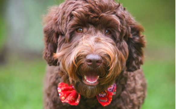 Quality bred Australian Labradoodle Puppies by Sunrise Australian ...