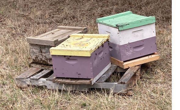 Bandera Bees - Bandera, TX - Alignable