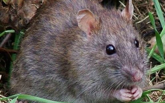 Rodant Removal by Jack Russell Wildlife Control in Galvin Area - Alignable