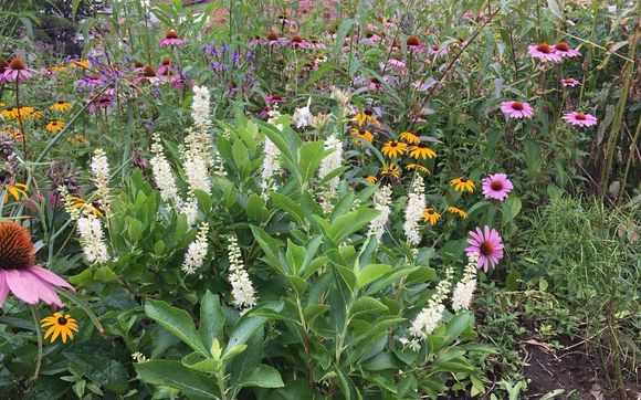 We design and install native plant gardens and meadows by Meadowscaping ...