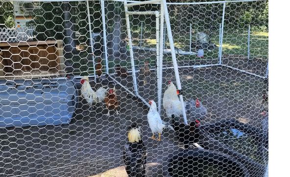 Poultry livestock (roosters/biddys) by Angry Chicken Farms in Richlands ...