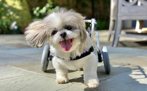 Custom Wheelchairs for Animals by Doggon' Wheels in San Francisco, CA ...