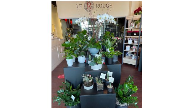 House Plants by Le Rouge Fleuriste et Cadeaux in Montreal, QC - Alignable