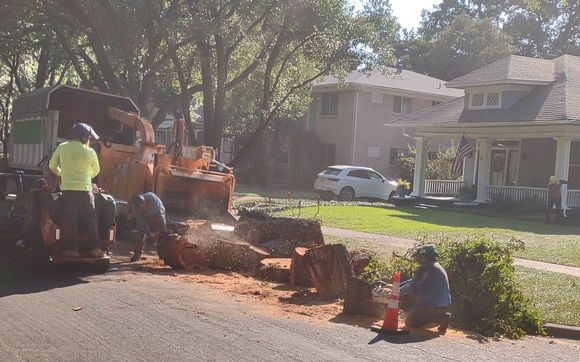 Dallas Emergency Tree Service: Community Safety Policy by White Rock ...