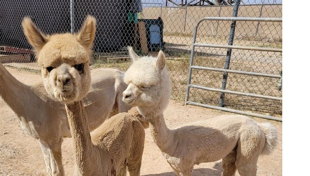 See how alpacas live by Desert Mirage Alpaca Ranch in Wittmann Area ...