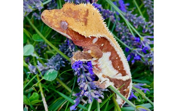 Ball pythons, sand boas, and crested geckos by TMT Reptiles in Glide ...