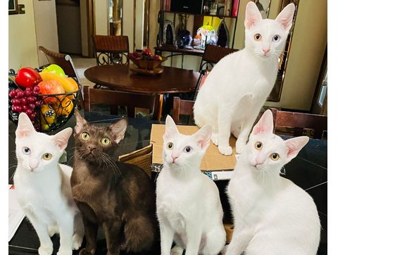 Rare Thai cats in rare colors by WhiteGem Khao Manee Cats in Bolivar ...