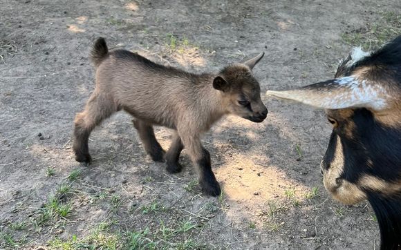 Nigerian Dwarf Goats- Adults and Kids (as available) by Branson Ridge ...