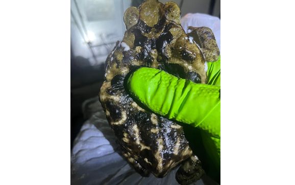 Cane toad removal by Trapper Helm in Naples, FL - Alignable
