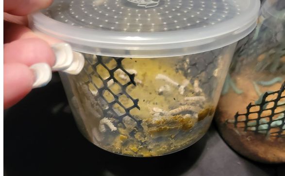 Feeder insects by Crazy Frog Lady LLC in Dover, PA - Alignable