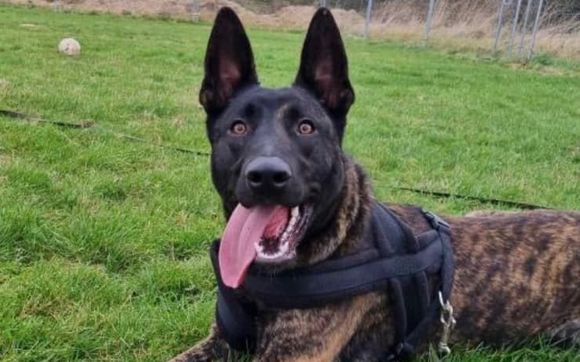 Canine Detection by State Public Safety & Investigations in Columbia ...