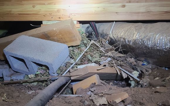 Pest identification and Removal by First Defense Wildlife Control in ...