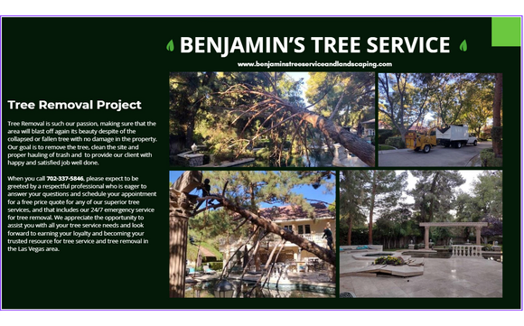 Palm Tree Trimming by Benjamin’s Tree Service in North Las Vegas, NV ...