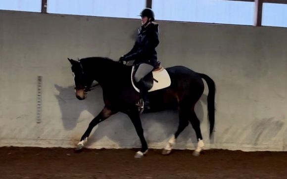 Horse Boarding by Stonecrest Farm Equesstrian Center in Southbury, CT ...
