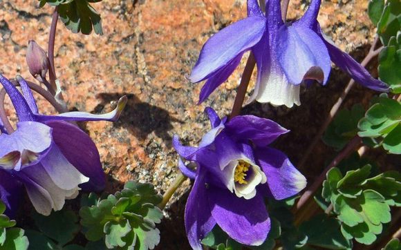rare plant monitoring by Colorado Native Plant Society 501(c)(3) in ...