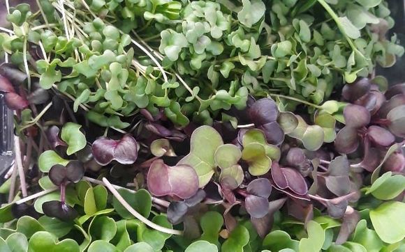 Nutribox by Cosecha Urbana PR in Toa Baja, PR - Alignable