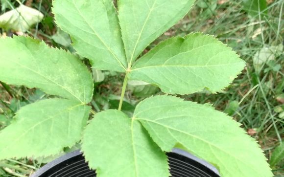 Wild Sarsaparilla (Aralia nudicaulis) by Medieval Manor Gardens in ...