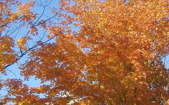 Cognitive Behavioral Therapy (CBT) by The Lighted Path, PLLC in Lapeer ...
