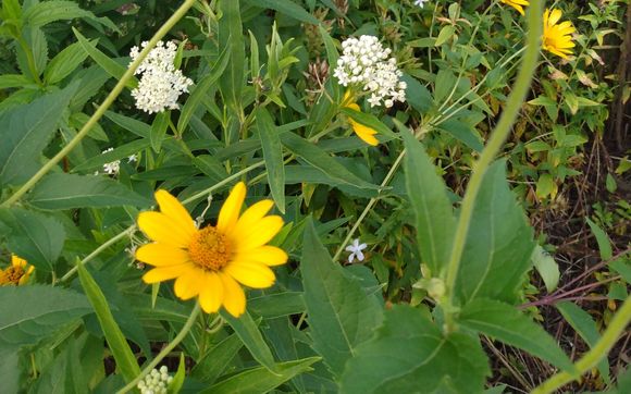 INSTALLING NATIVE PLANT GARDENS by Meadowscaping for Biodiversity in ...