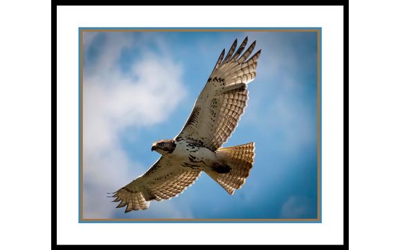 Red-tailed hawk by RAndrews Photos in Rochester, NY - Alignable