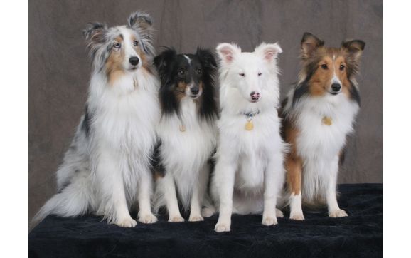 Multiple Dog Photograph by Patrick Nau Photography - Fine Portraits ...