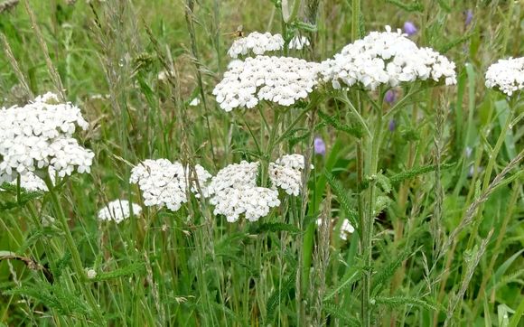 Yarrow (Achillea borealis by Medieval Manor Gardens in Gainford Area ...