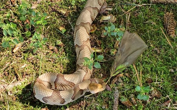 Copperhead Rescue Network by Copperhead Rescue Network in Atlanta, GA ...