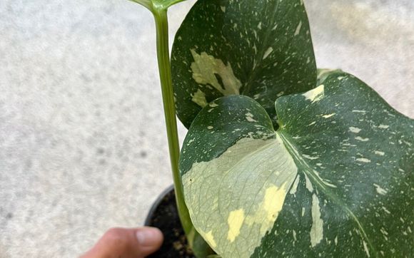 House Plants by Botanix Faucher Plantes & Pavés in La Prairie Area ...