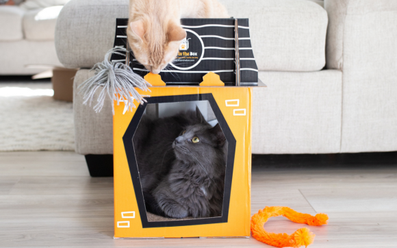 Spooky Cat Haunted House - Cardboard Box Playhouse for Cats by Cat in ...